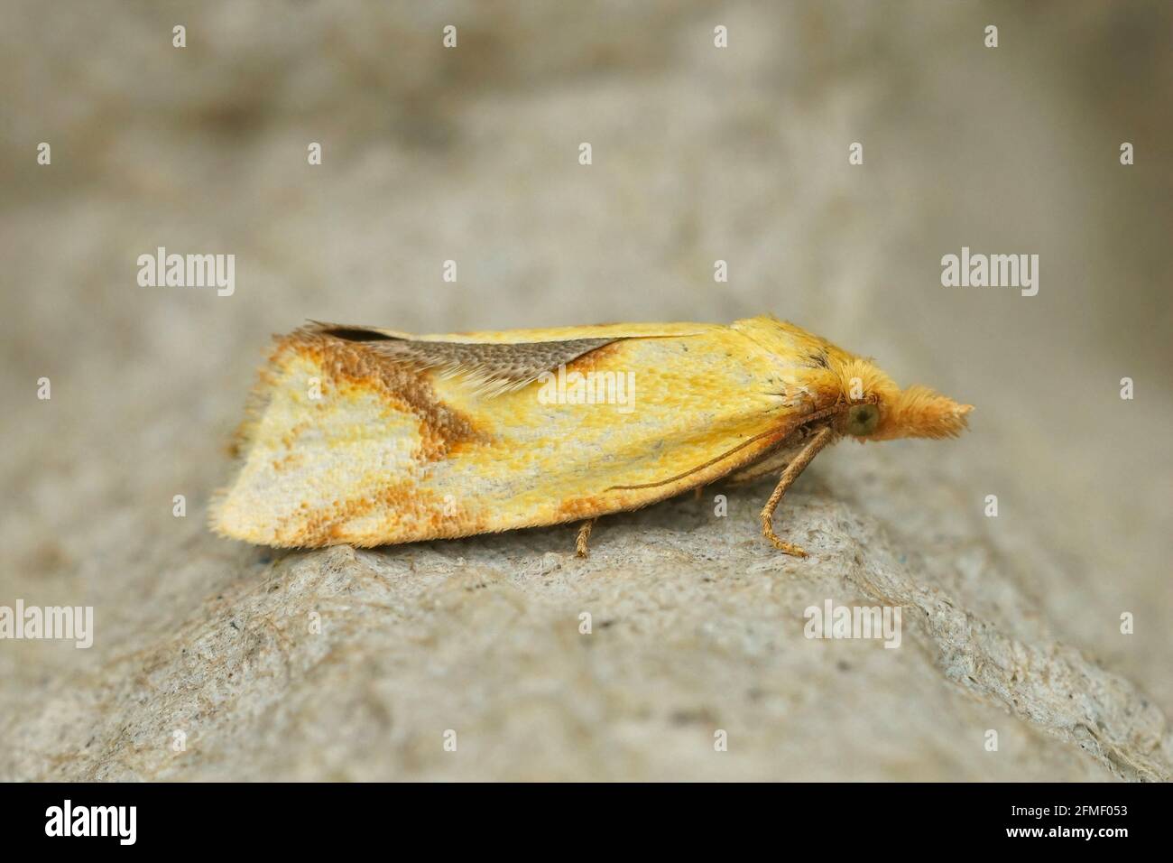 A hook-marked straw moth in the garden Stock Photo - Alamy