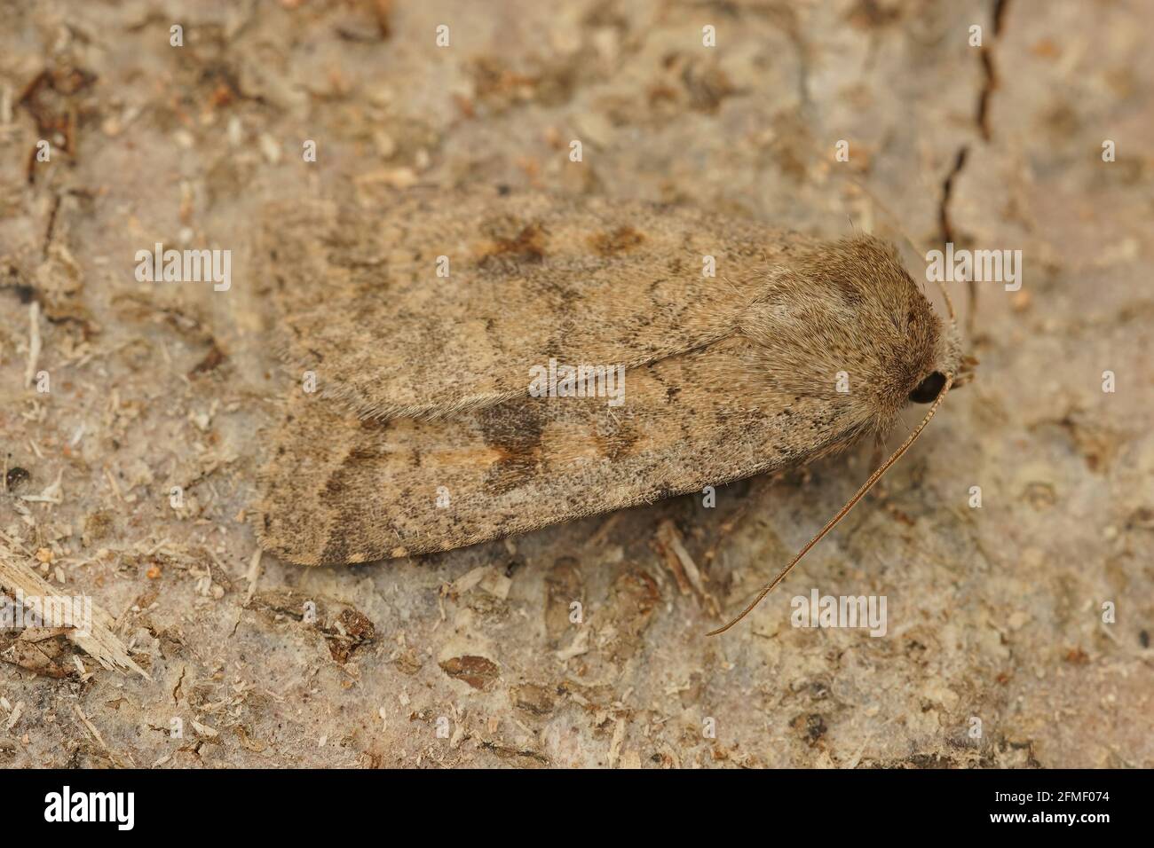Mottled rustic moth hi-res stock photography and images - Alamy