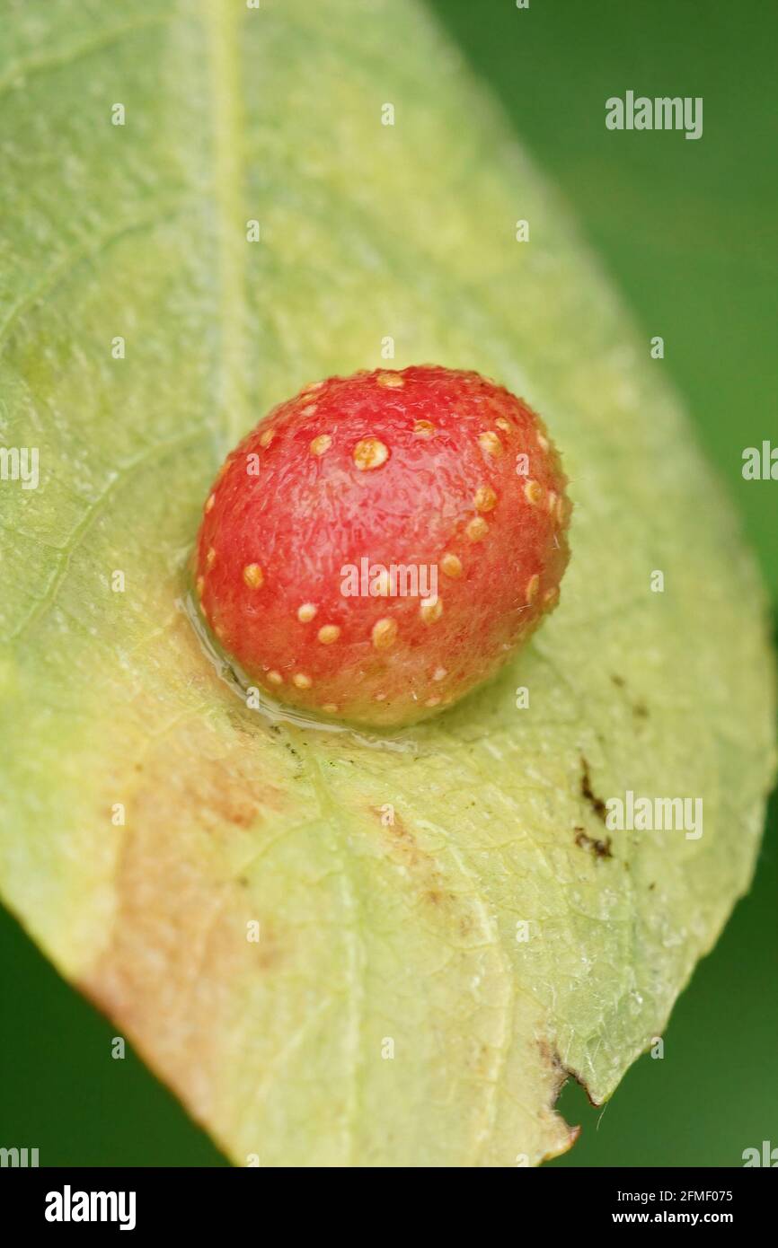 Gall of goat hi-res stock photography and images - Alamy