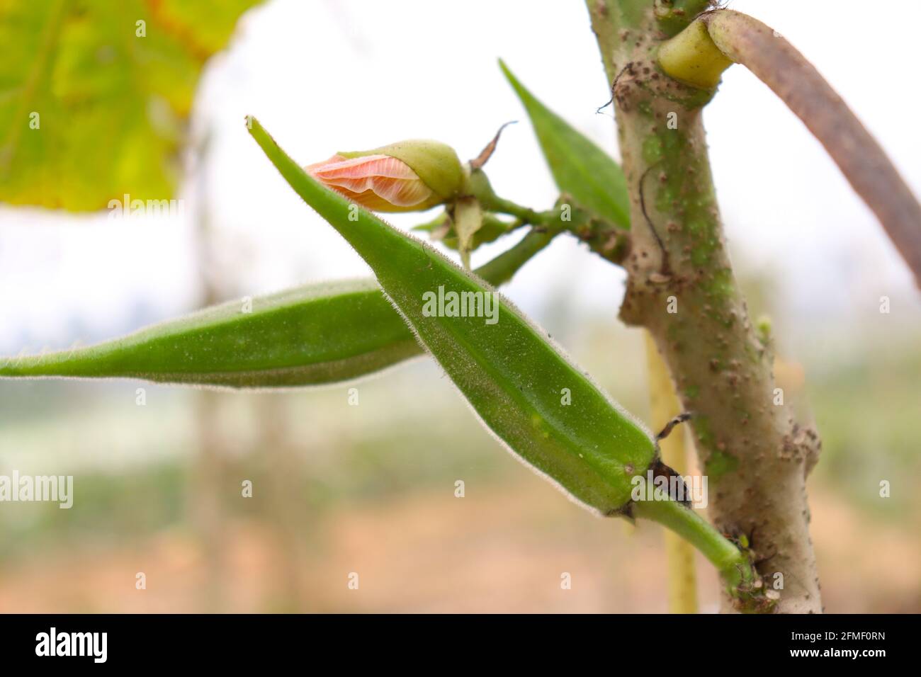 Lady finger flower hi-res stock photography and images - Alamy