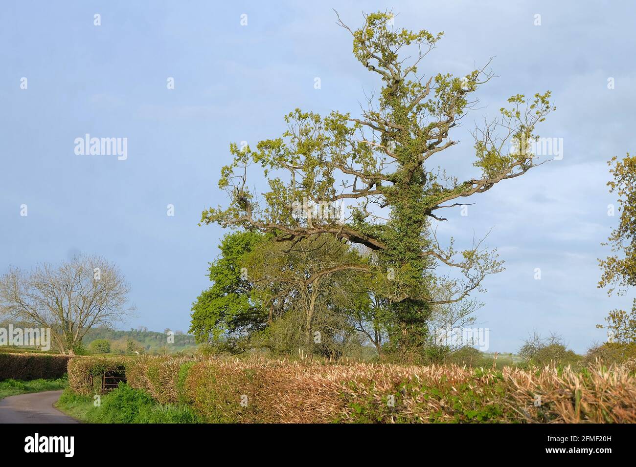 British trees hi-res stock photography and images - Alamy