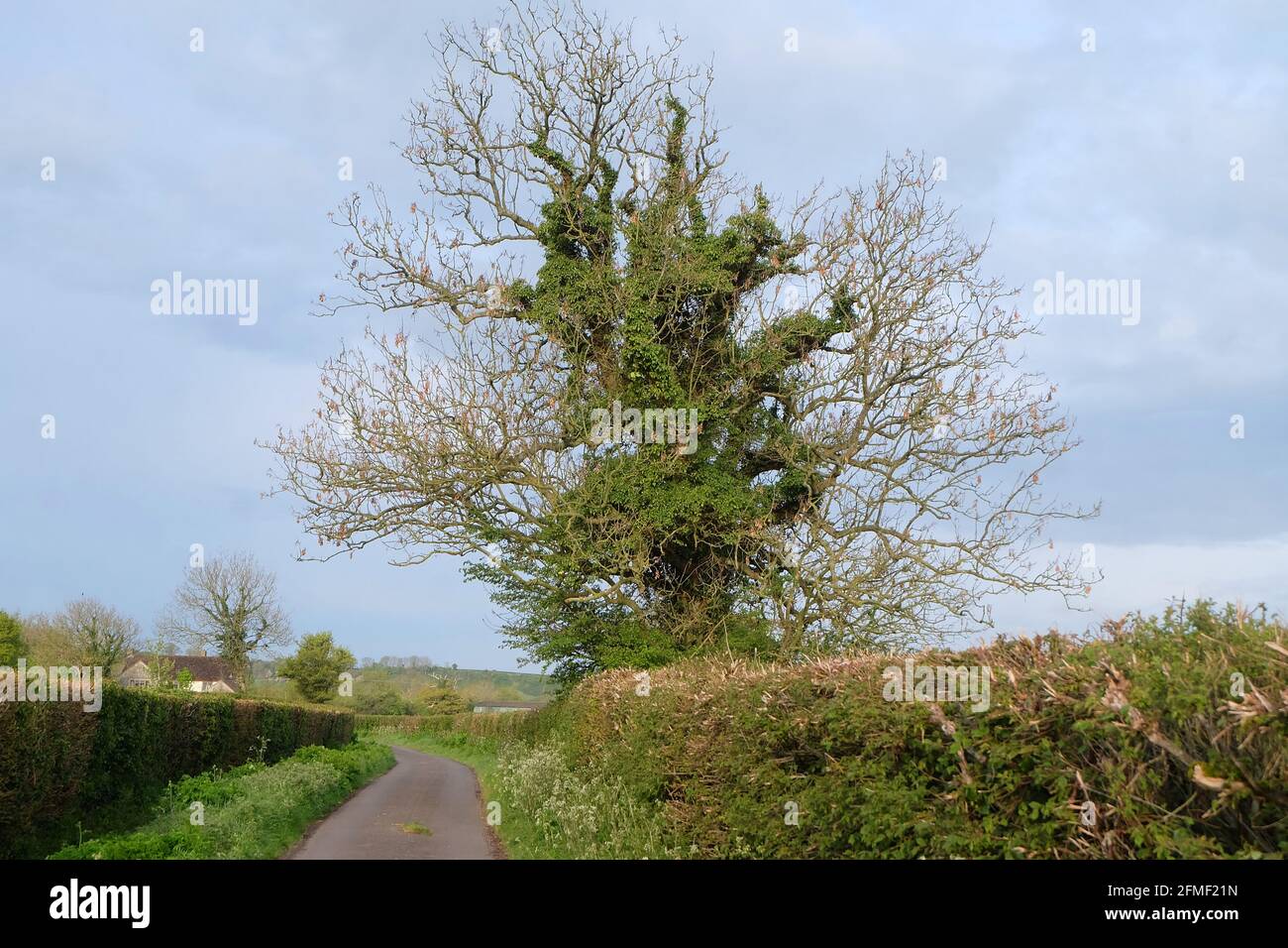 British trees hi-res stock photography and images - Alamy