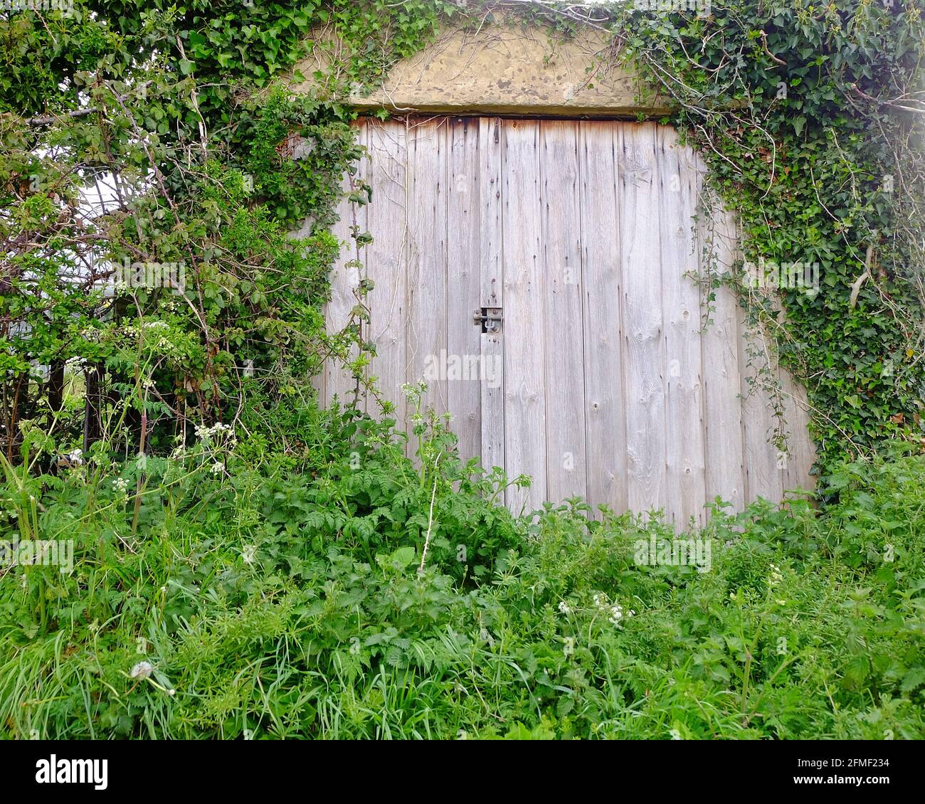 May 2021 - Overgrown wooden doors for use as a background or texture ...