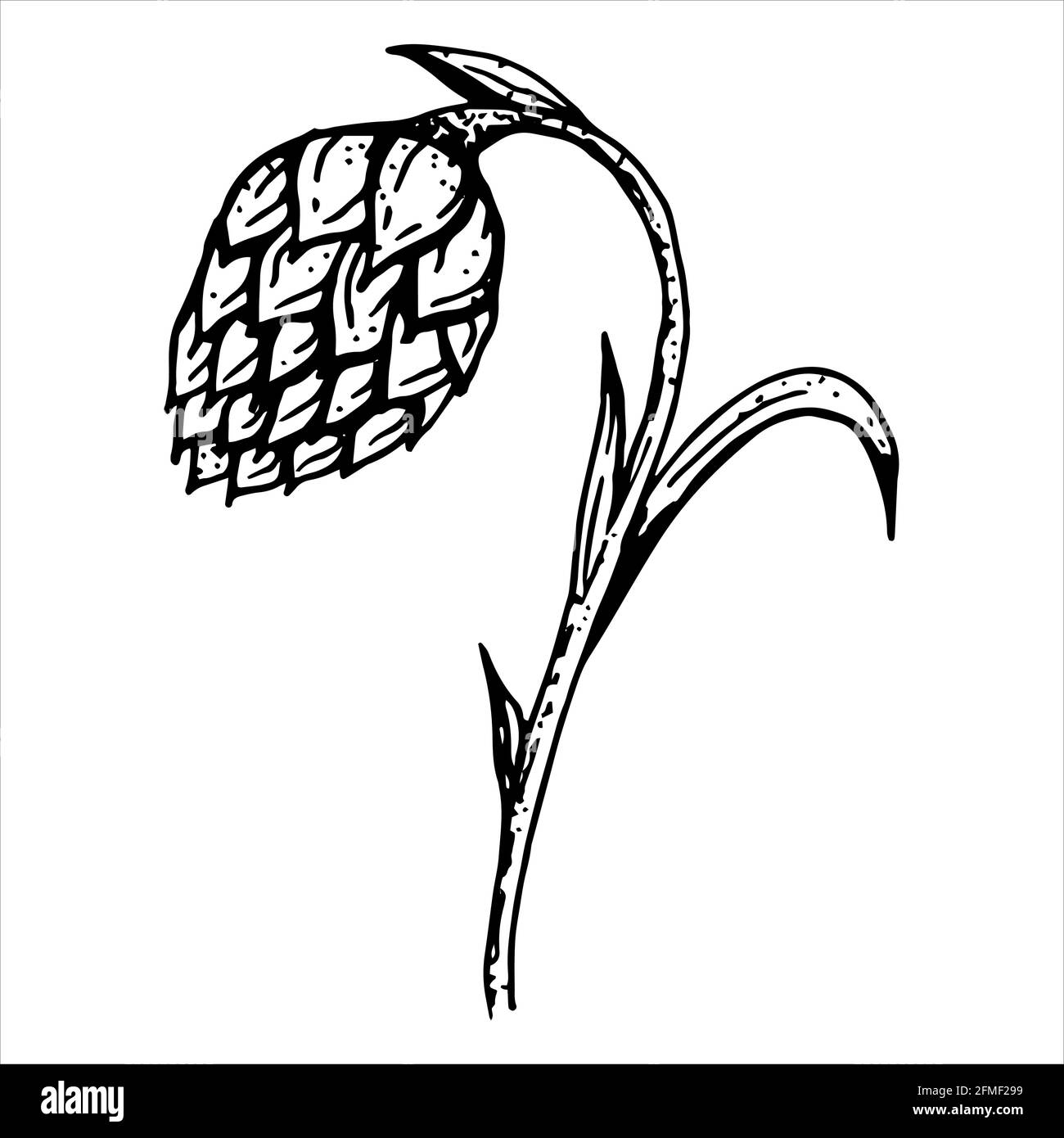 Flower bud, black and white illustration Stock Vector Image & Art - Alamy