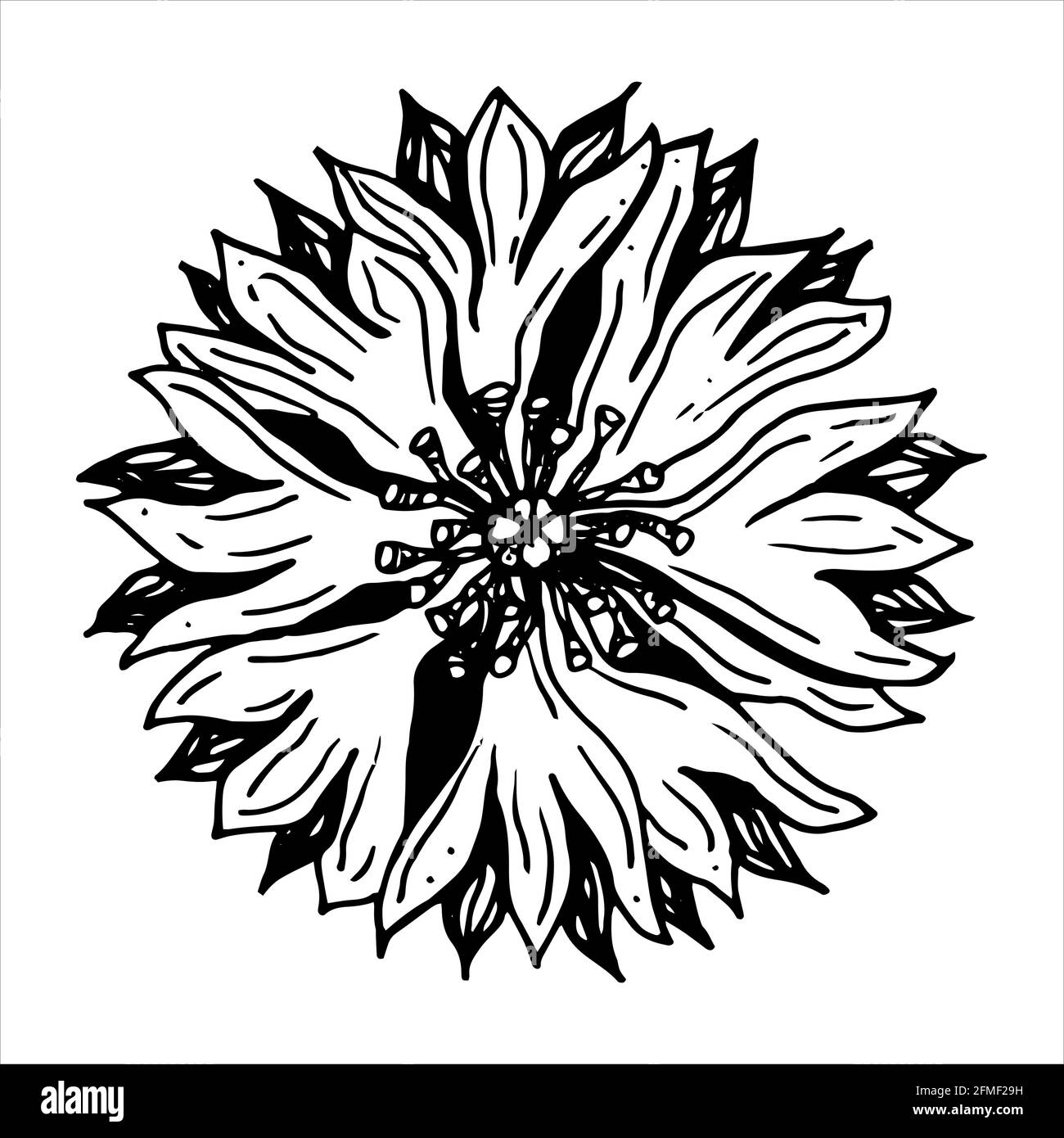 Cornflower drawing hi-res stock photography and images - Alamy