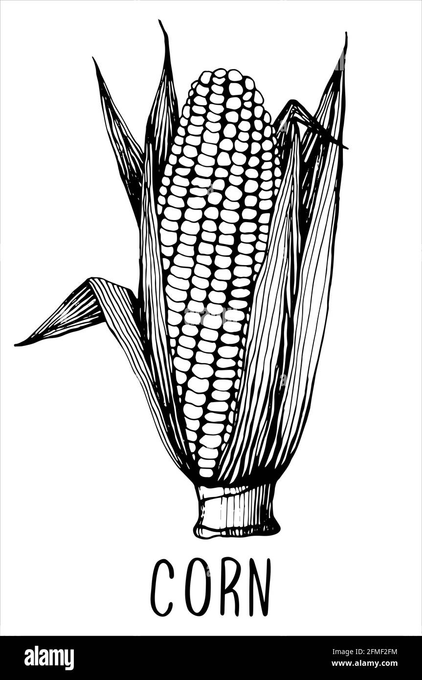 Corn, hand drawn vector illustration Stock Vector Image & Art - Alamy