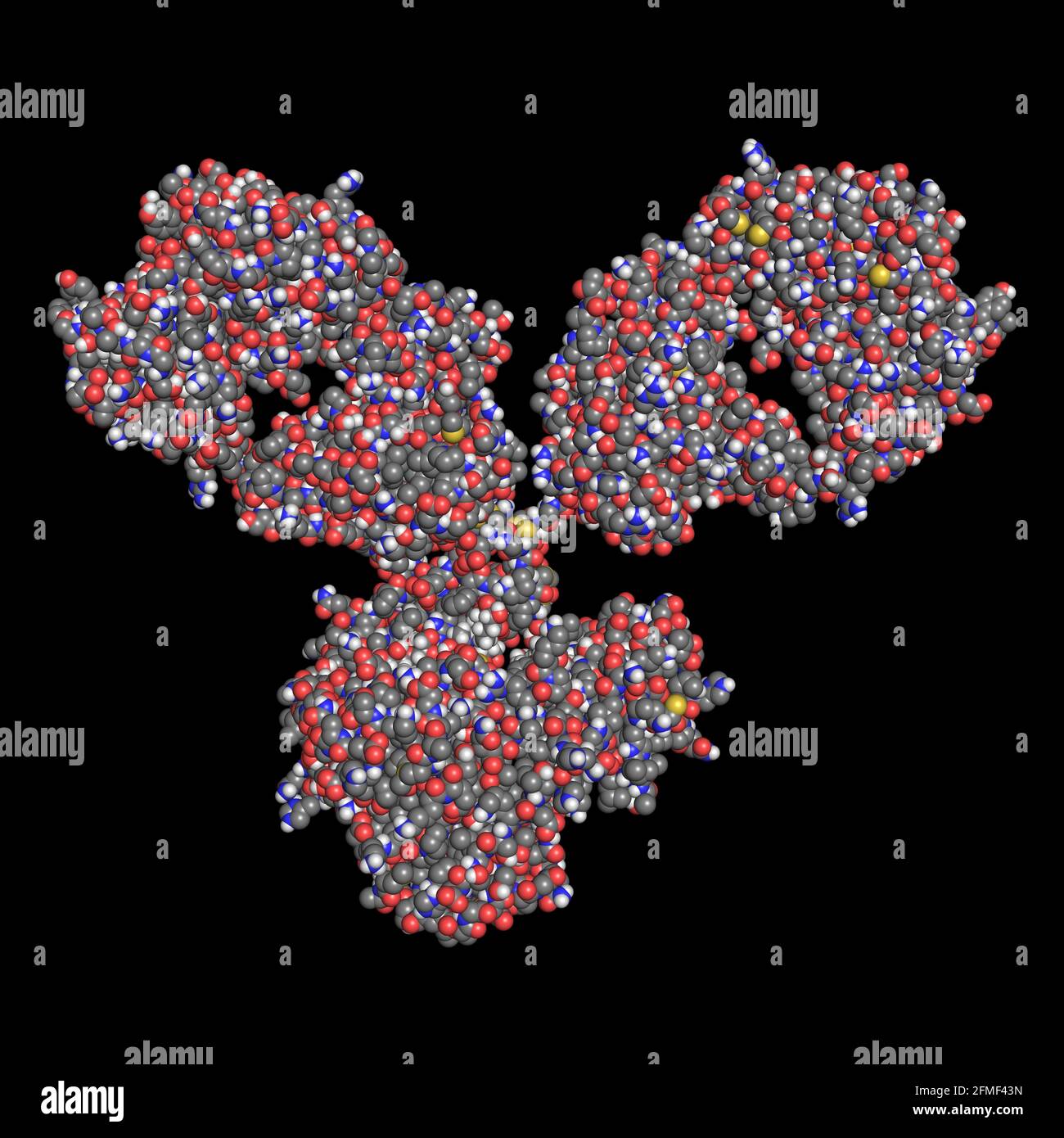 Antibody Structure 3d