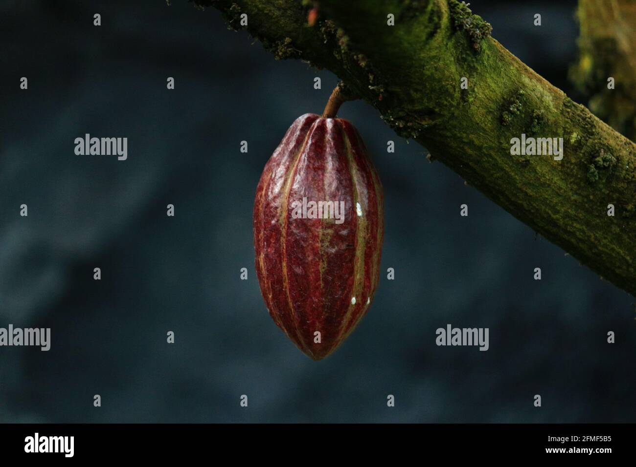 Red fruit rainforest hi-res stock photography and images - Alamy