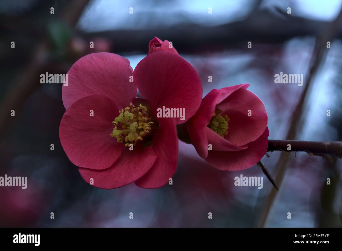Japanese quince flowers seen up close Stock Photo - Alamy
