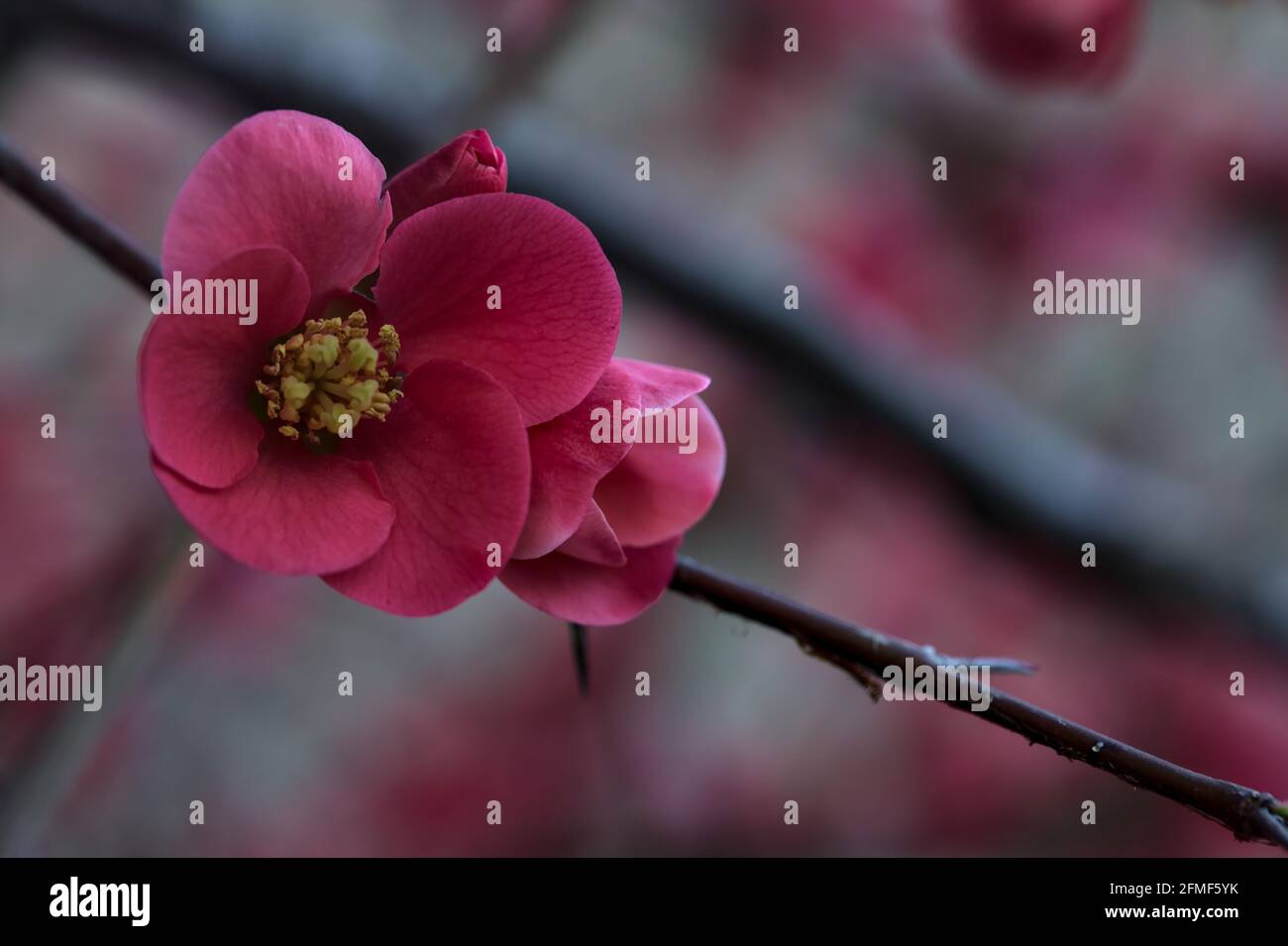 Japanese quince flowers seen up close Stock Photo - Alamy