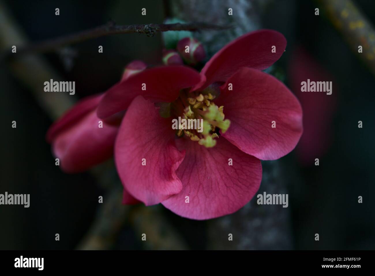 Japanese quince flowers seen up close Stock Photo - Alamy
