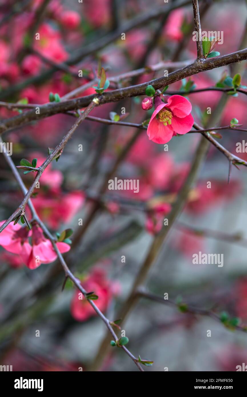 Japanese quince branches in bloom Stock Photo - Alamy