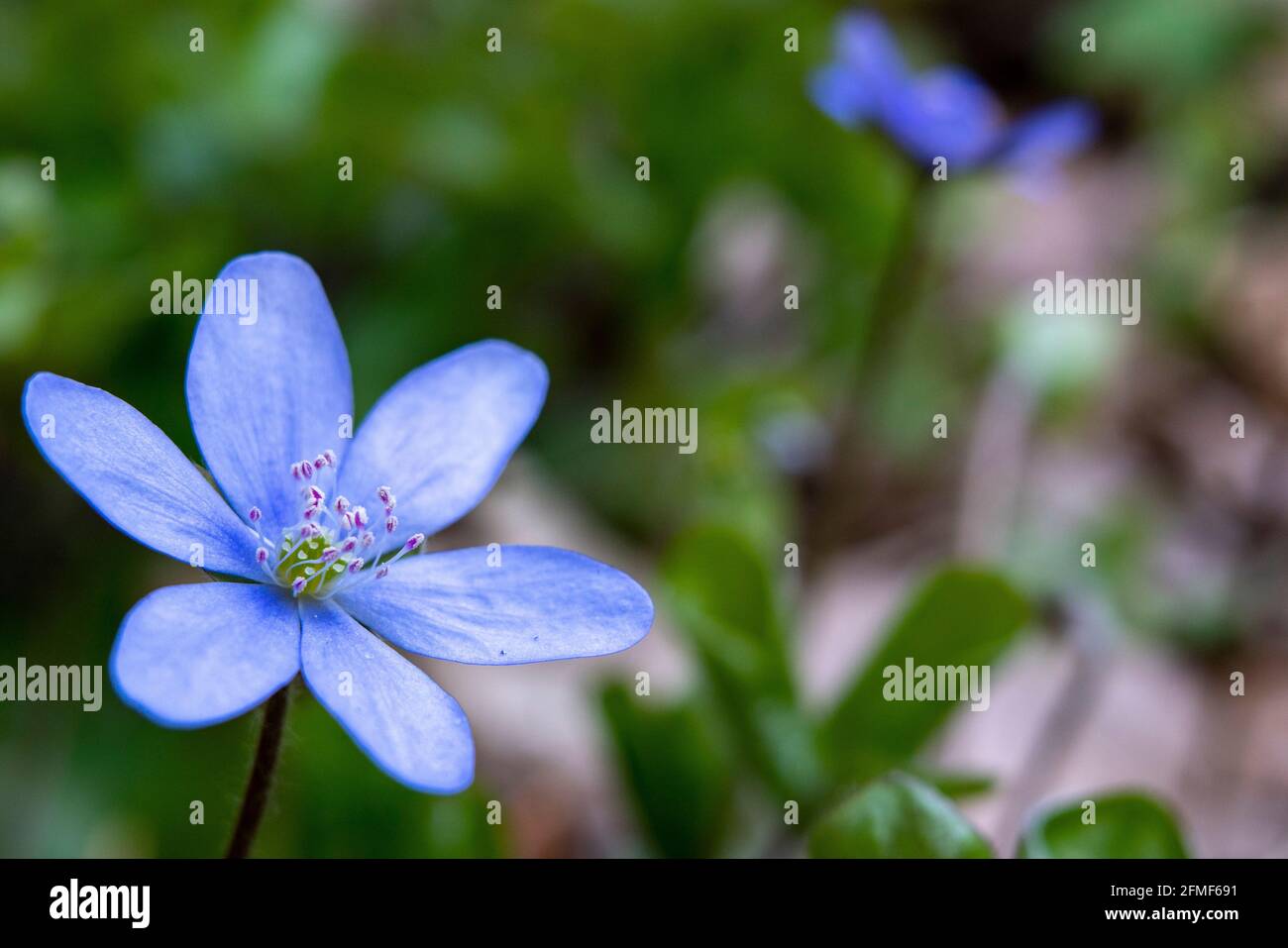 Beautiful purple anemone Hepatica flower spring flower Stock Photo - Alamy