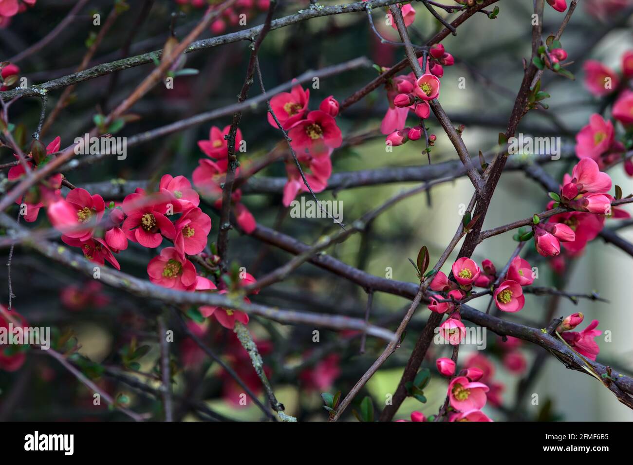 Japanese quince branches in bloom Stock Photo - Alamy