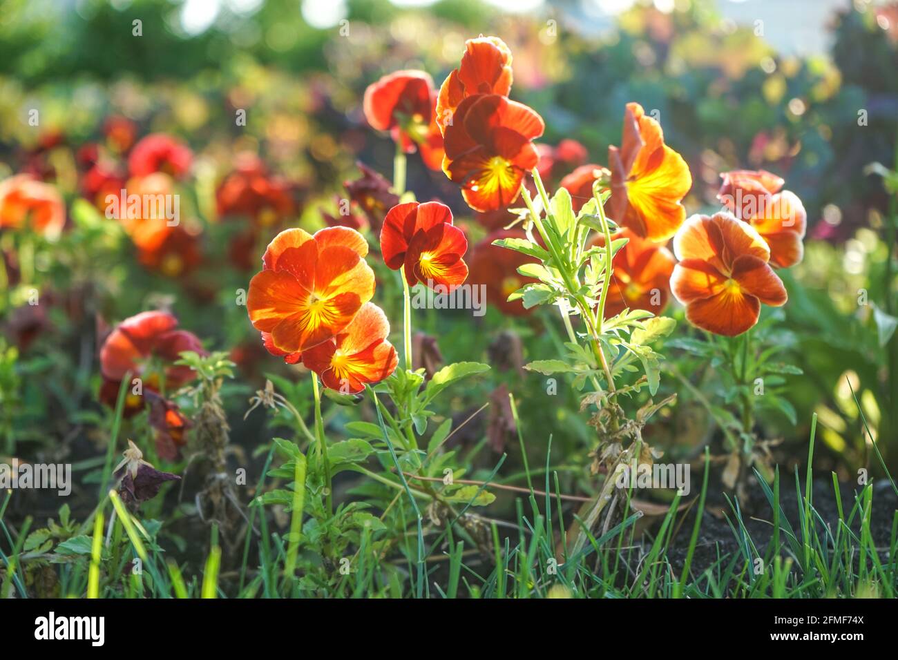Bright colors of pansies in the rays of the sun with the background of ...