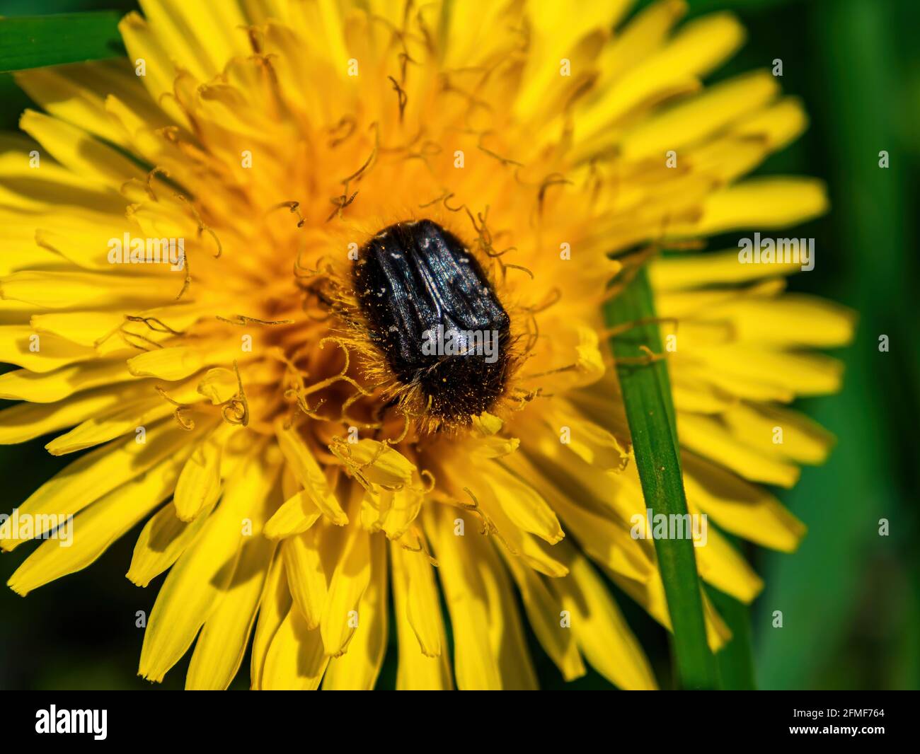 Insect tropinota hirta on a yellow dandelion flower. Tropinota hirta ...