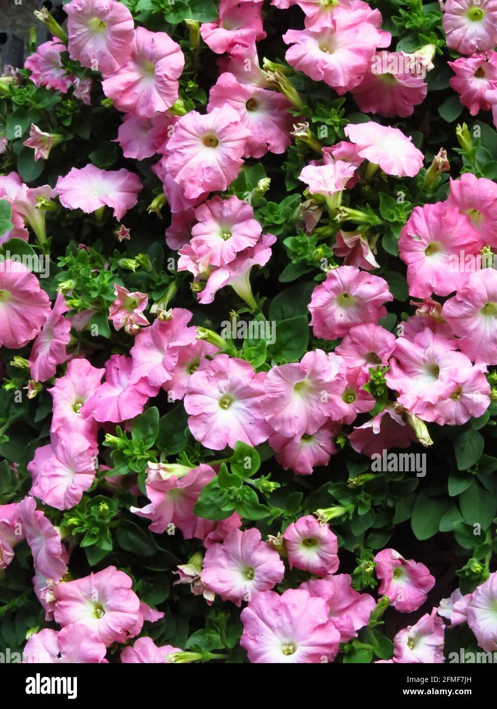 A beautiful view of purple petunia flowers in the garden Stock Photo ...