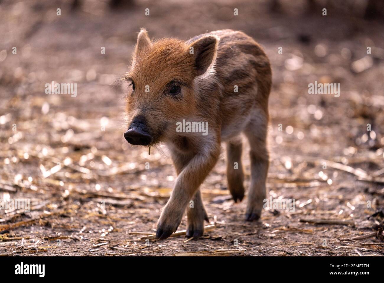 A closeup shot of a tiny baby wild boar with a cute face walking in the ...