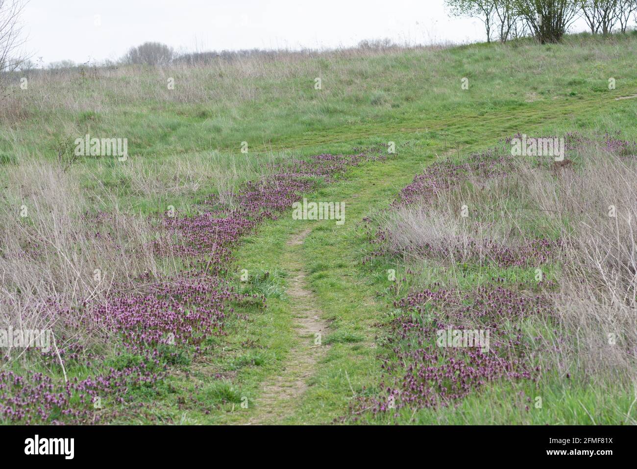 A narrow footpath in the grassy slope leading to the top of the ...