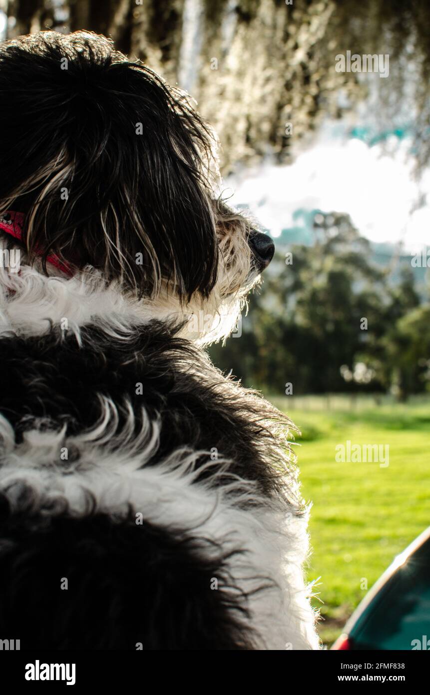 A vertical side profile of black and white Tibetan terrier dog in the ...