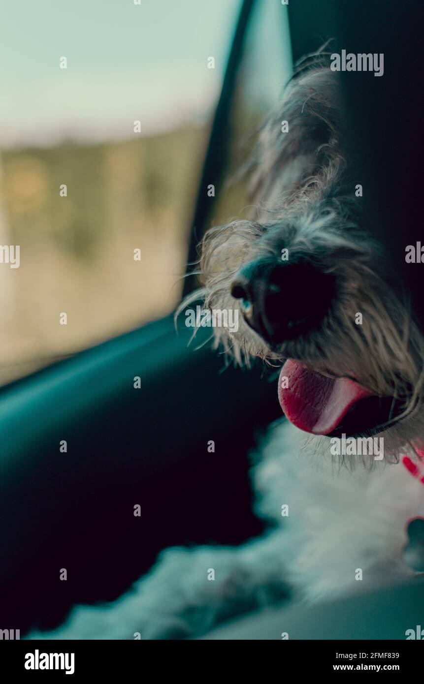 A vertical shot of a cute funny dog face sitting in the car with its ...