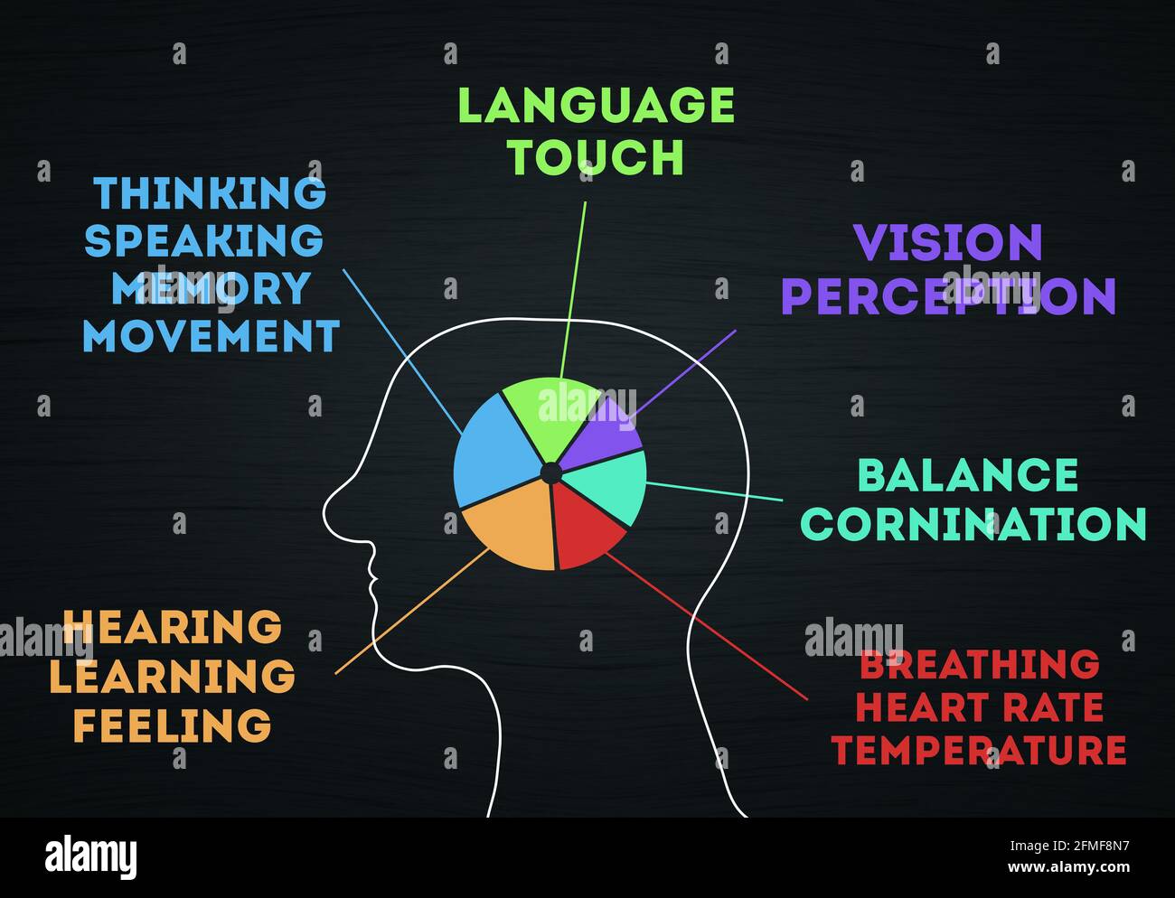Human Brain Functions and parts . Infographic of man Mind Function. Man ...