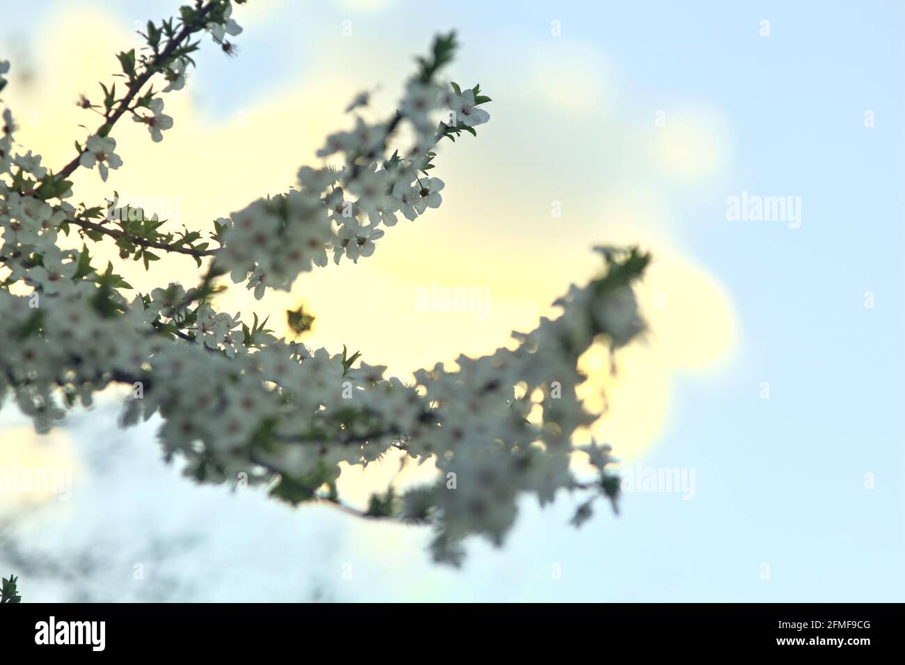 Plum tree in bloom with the sky as backdrop Stock Photo - Alamy