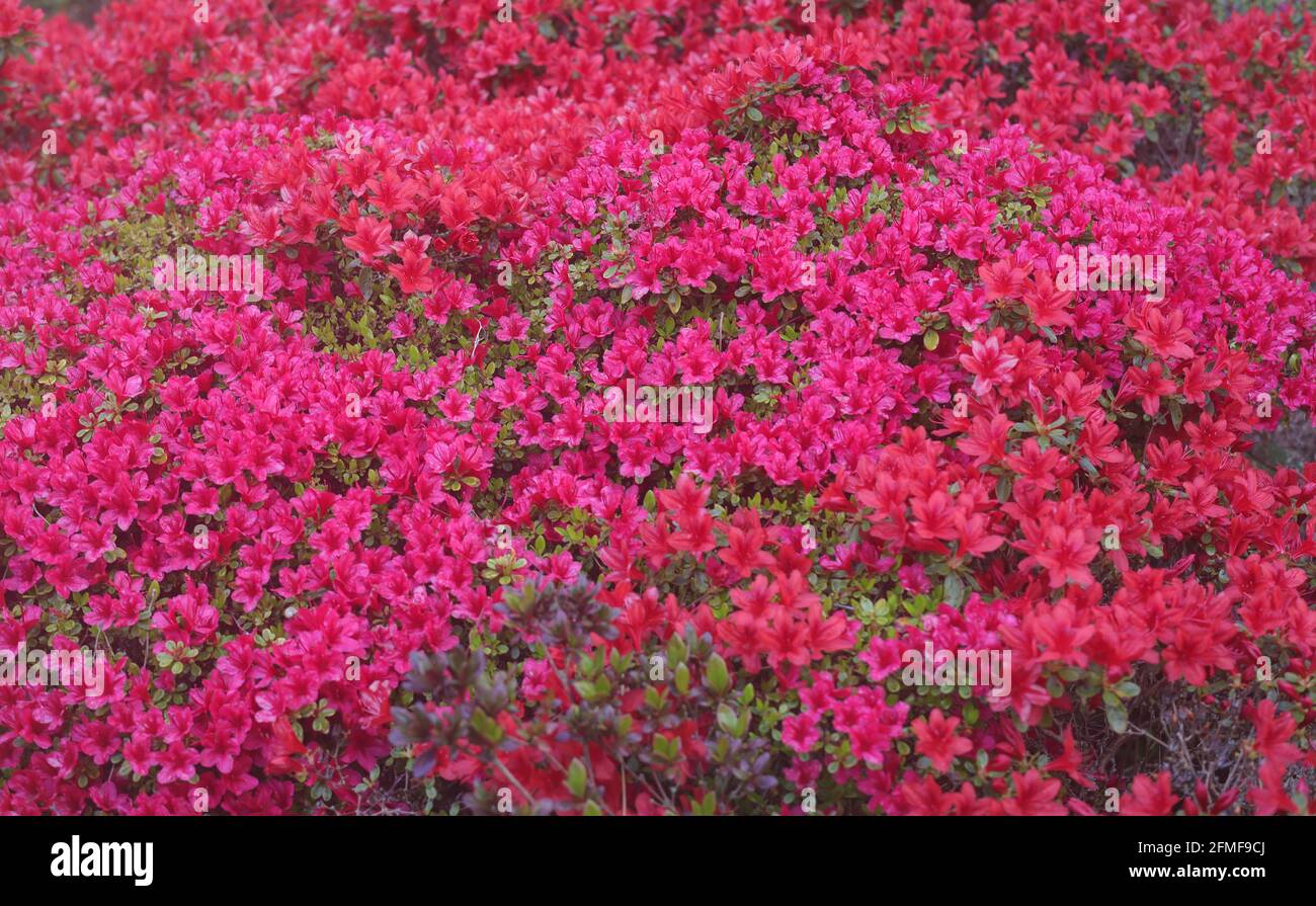 Red flowering evergreen and low growing azalea Stock Photo - Alamy
