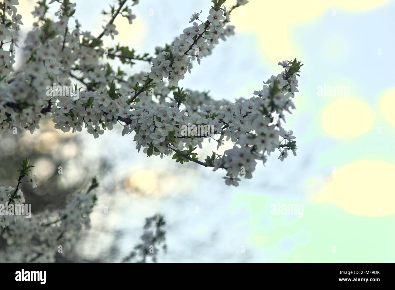 Plum tree in bloom with the sky as backdrop Stock Photo - Alamy