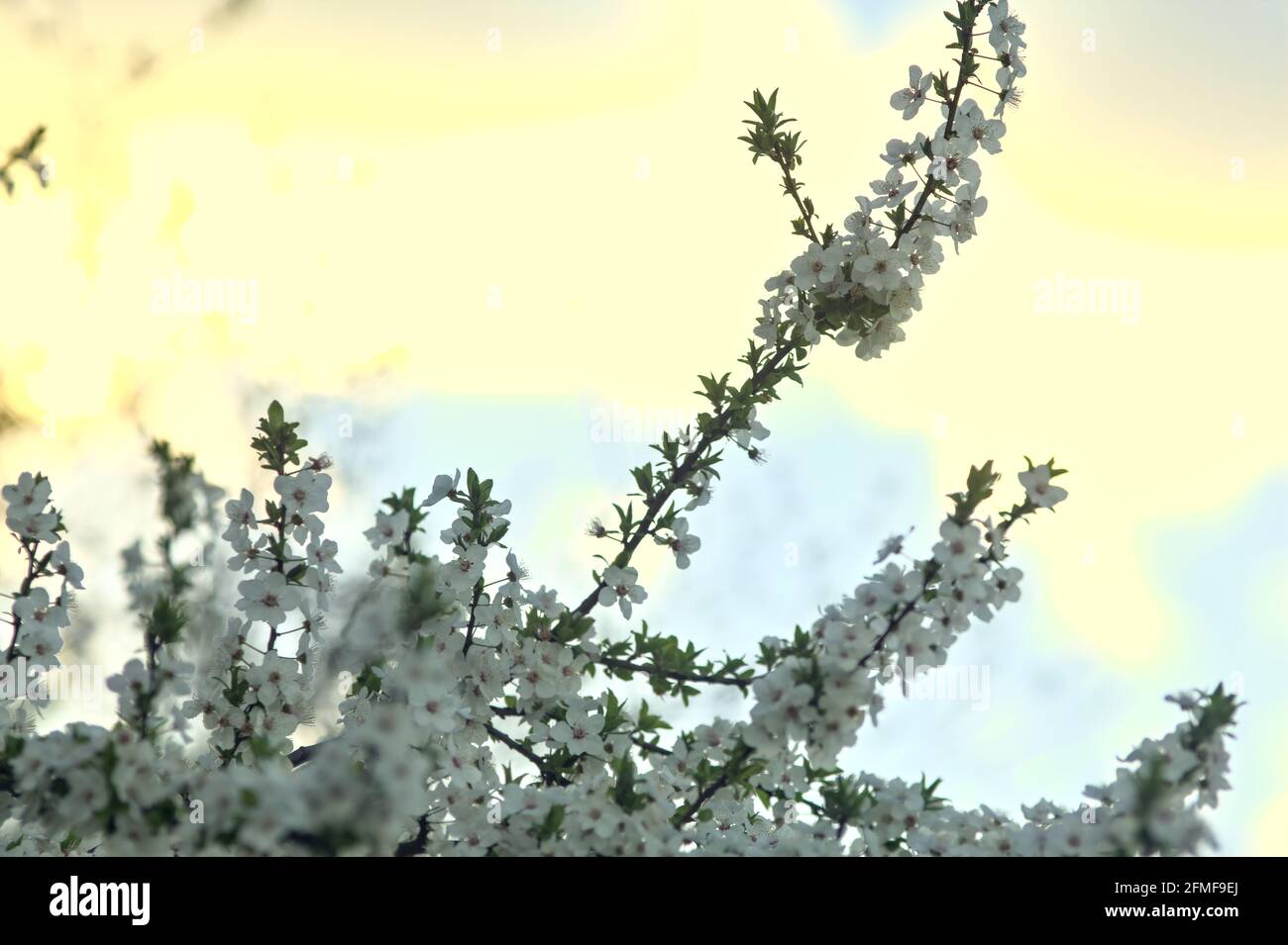 Plum tree in bloom with the sky as backdrop Stock Photo - Alamy