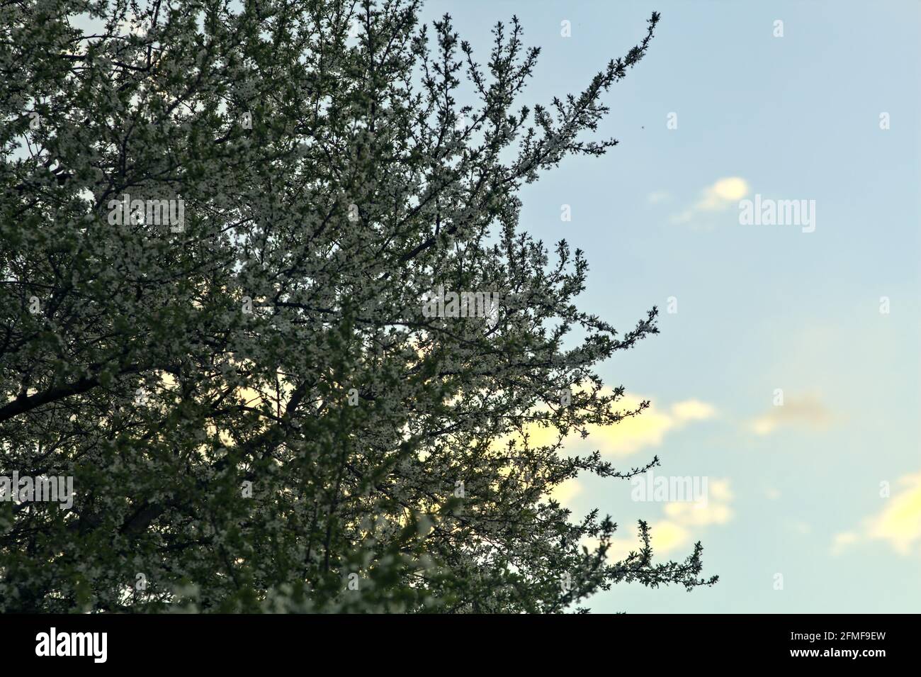 Plum tree in bloom with the sky as backdrop Stock Photo - Alamy
