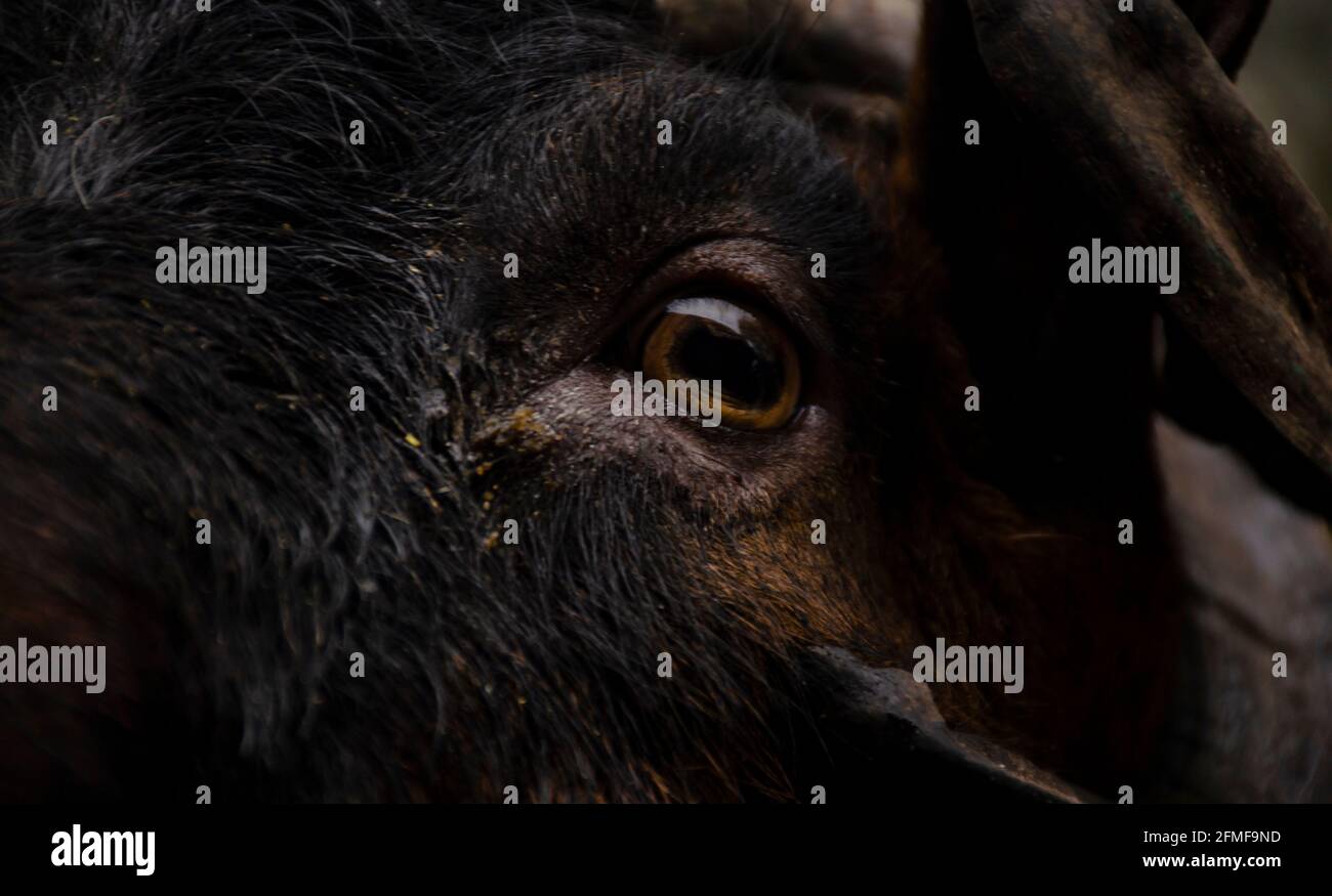 Close up of goat's eye looks thoughtfully into the camera. A goat in a ...