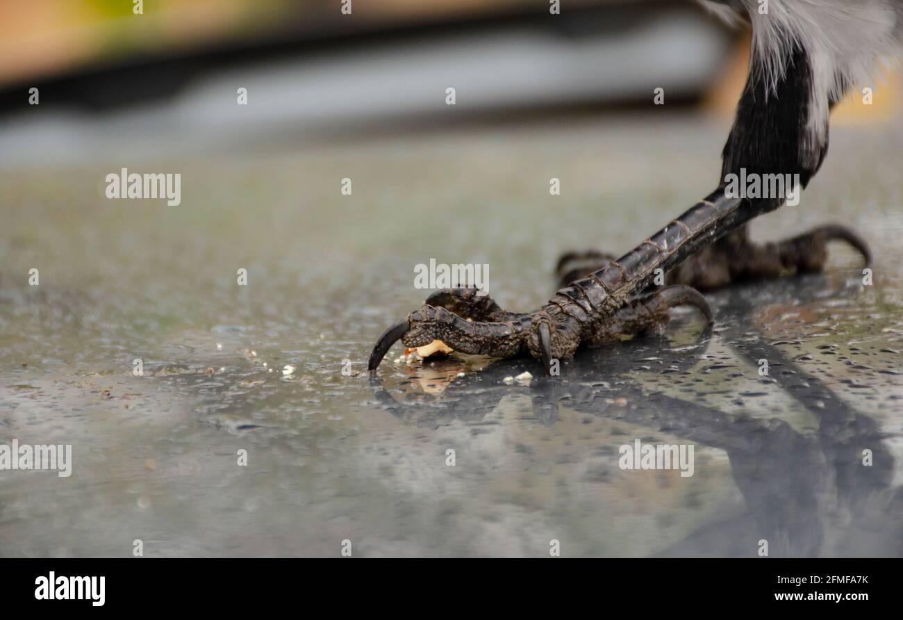 Ravens claws hi-res stock photography and images - Alamy