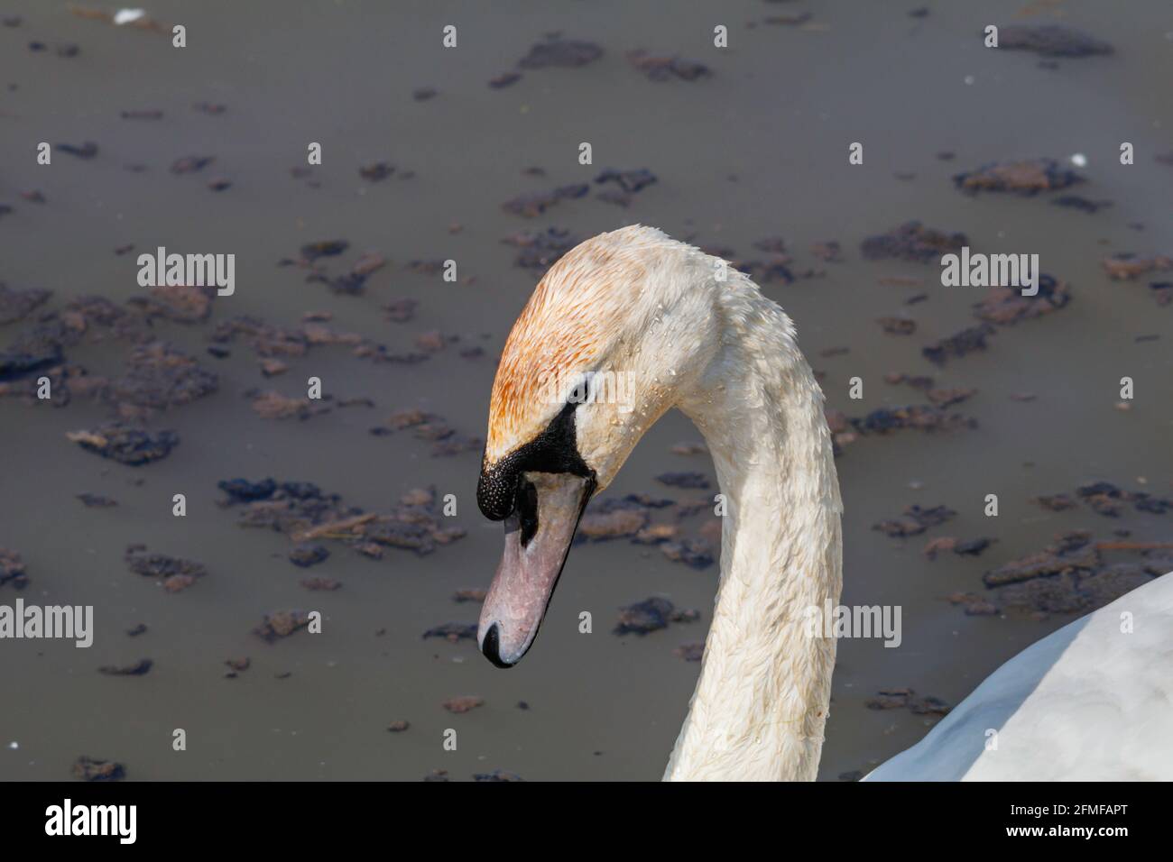 Swan Backwell lake Stock Photo - Alamy