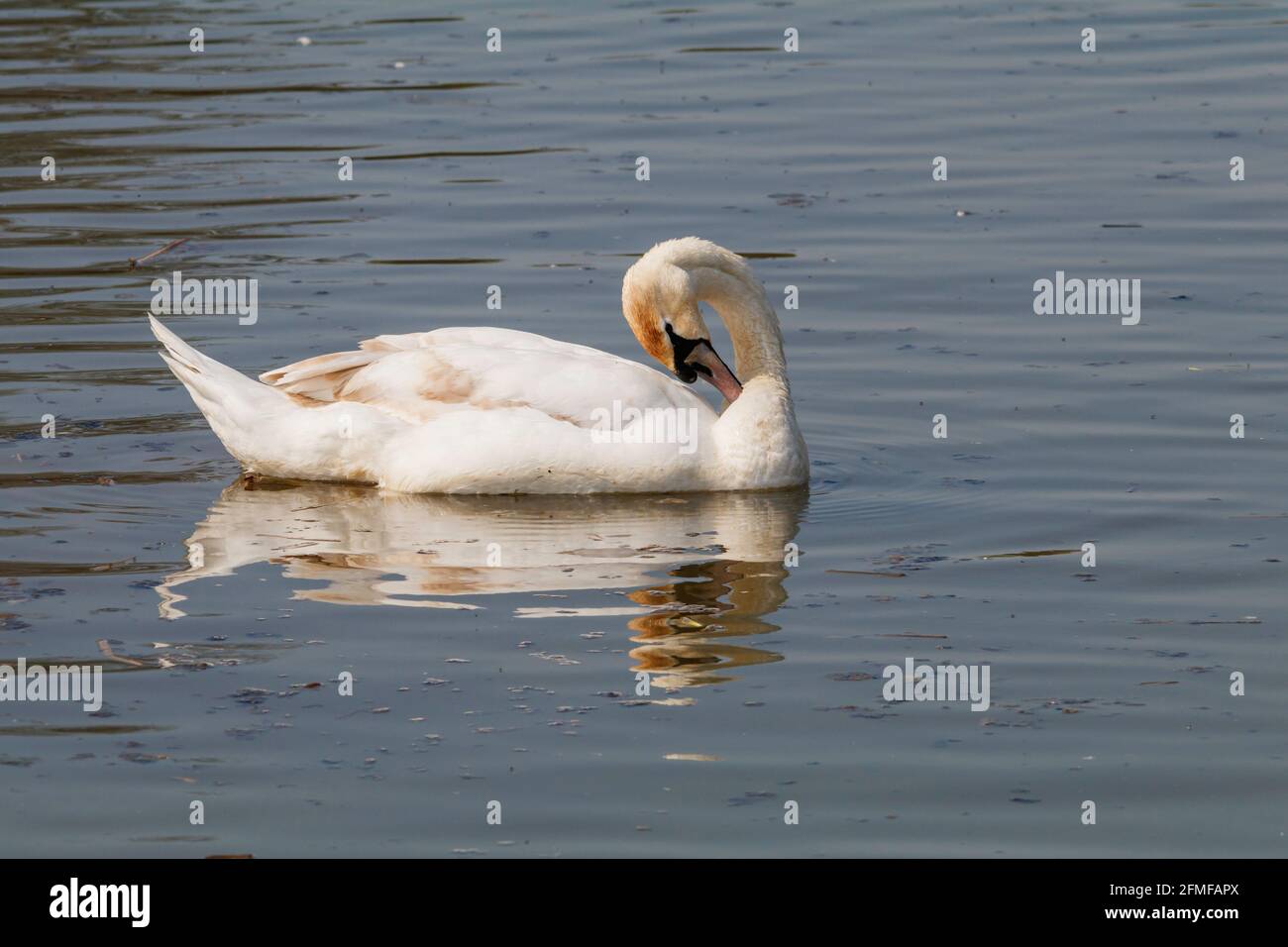 Backwell, somerset hi-res stock photography and images - Alamy