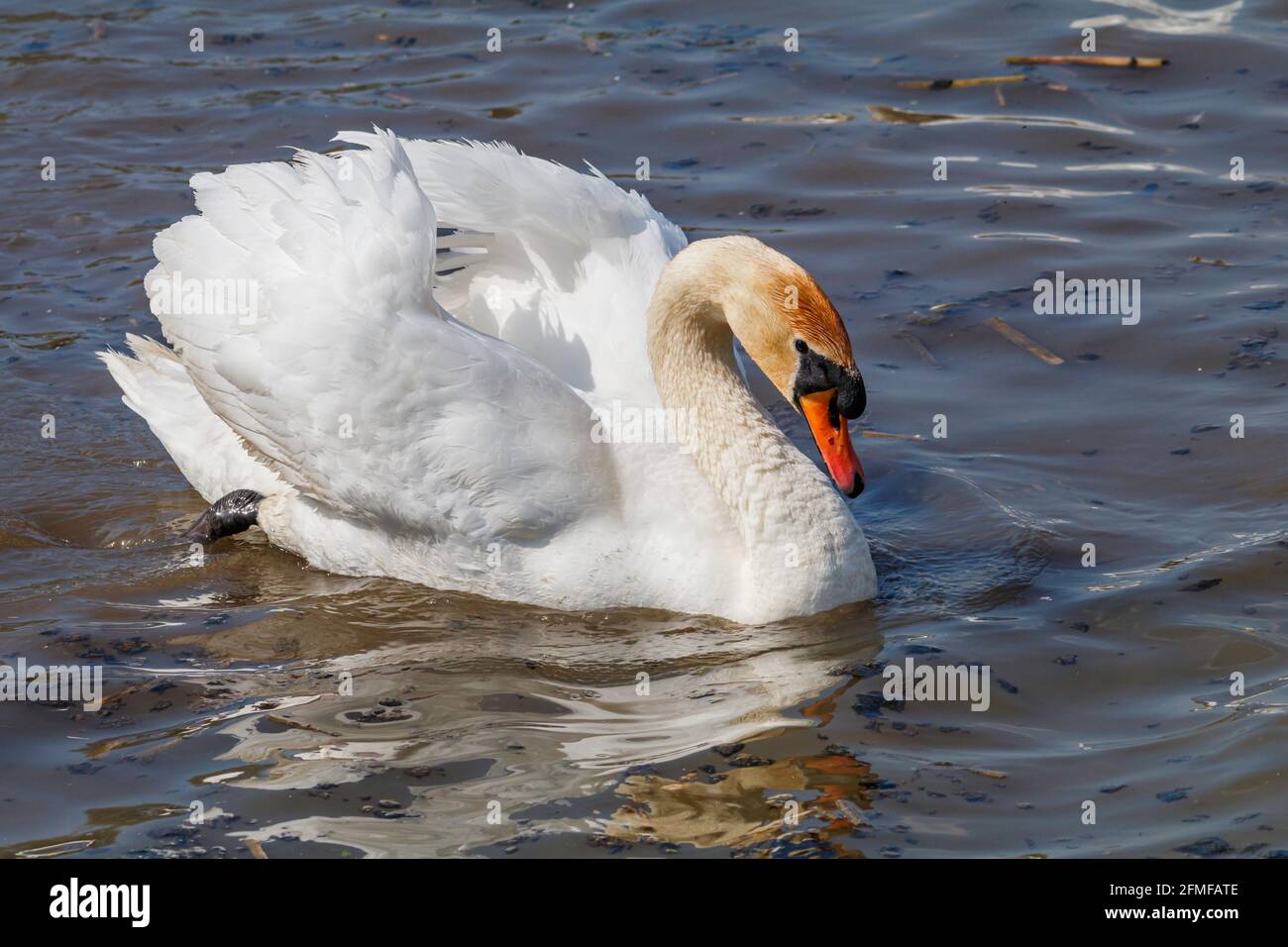 Swan Backwell lake Stock Photo - Alamy