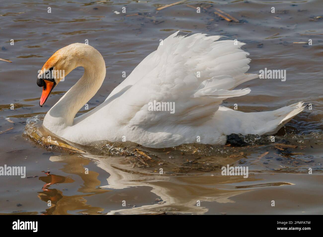 Swan Backwell lake Stock Photo - Alamy