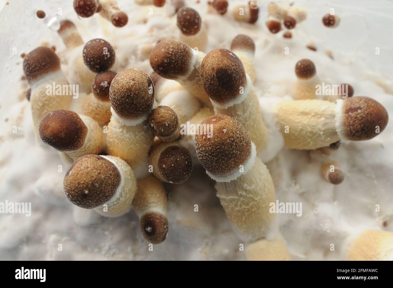 Psilocybe Cubensis Grow