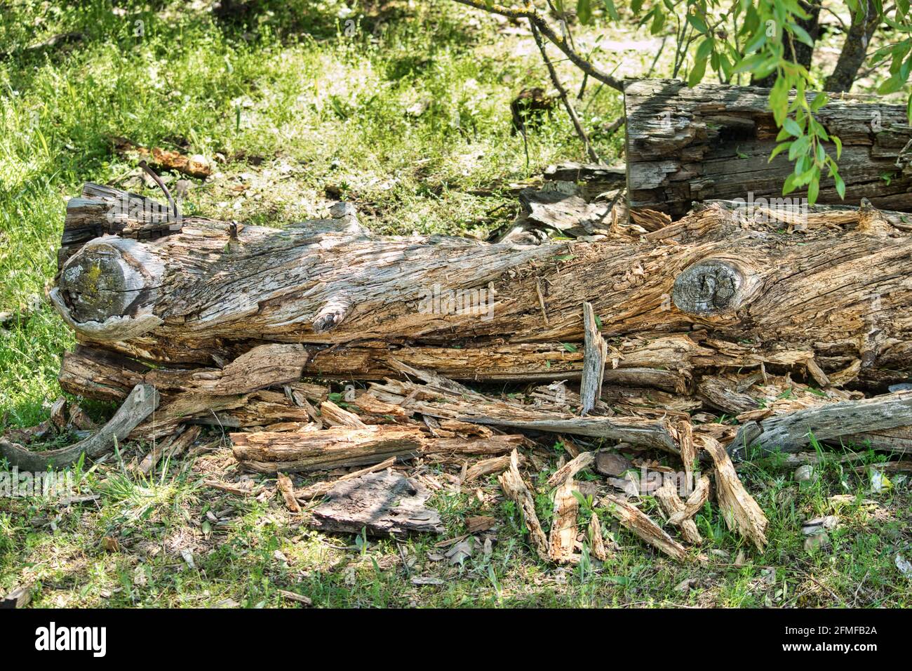 Splintered tree texture hi-res stock photography and images - Alamy