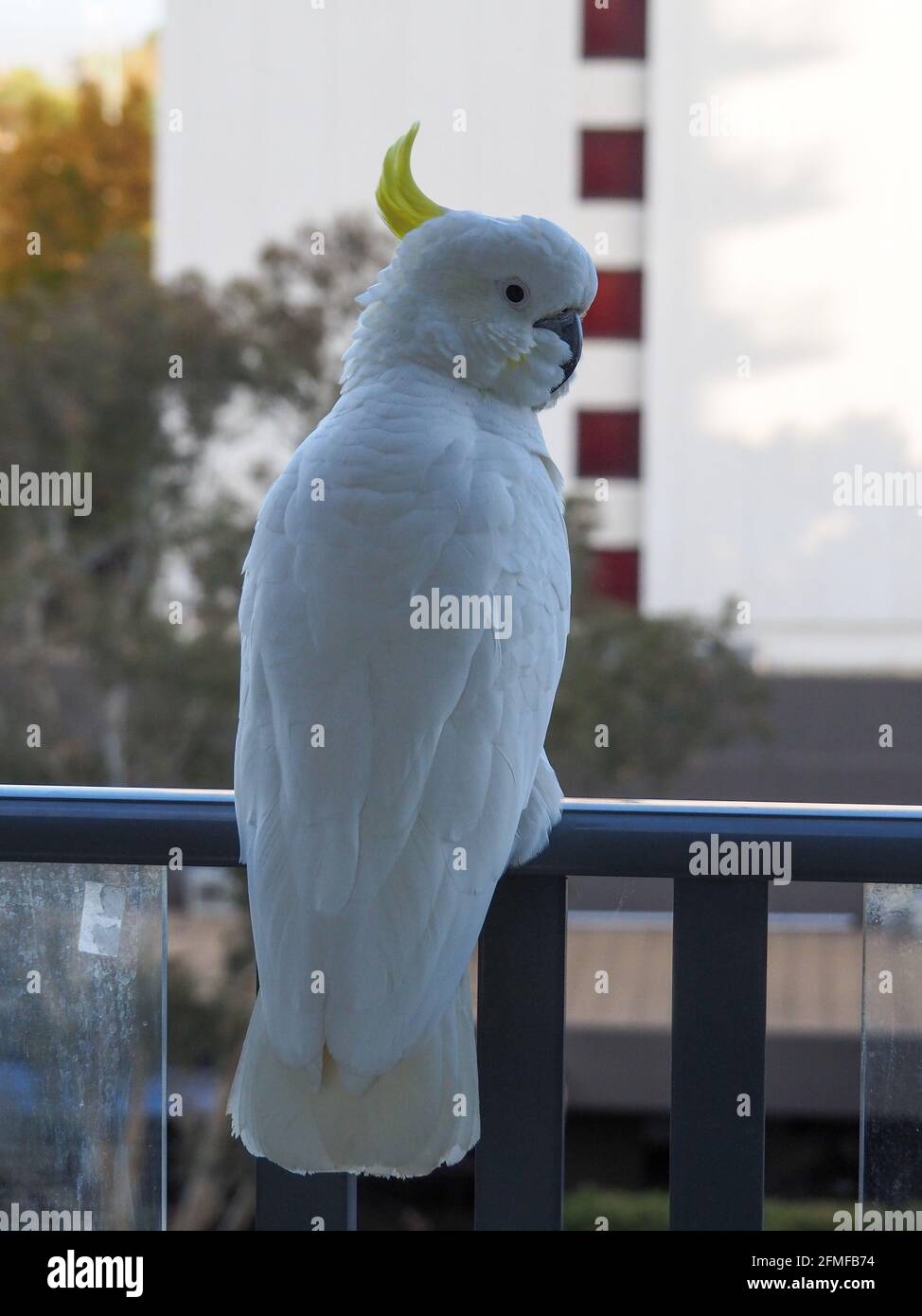 Cocky High Resolution Stock Photography and Images - Alamy