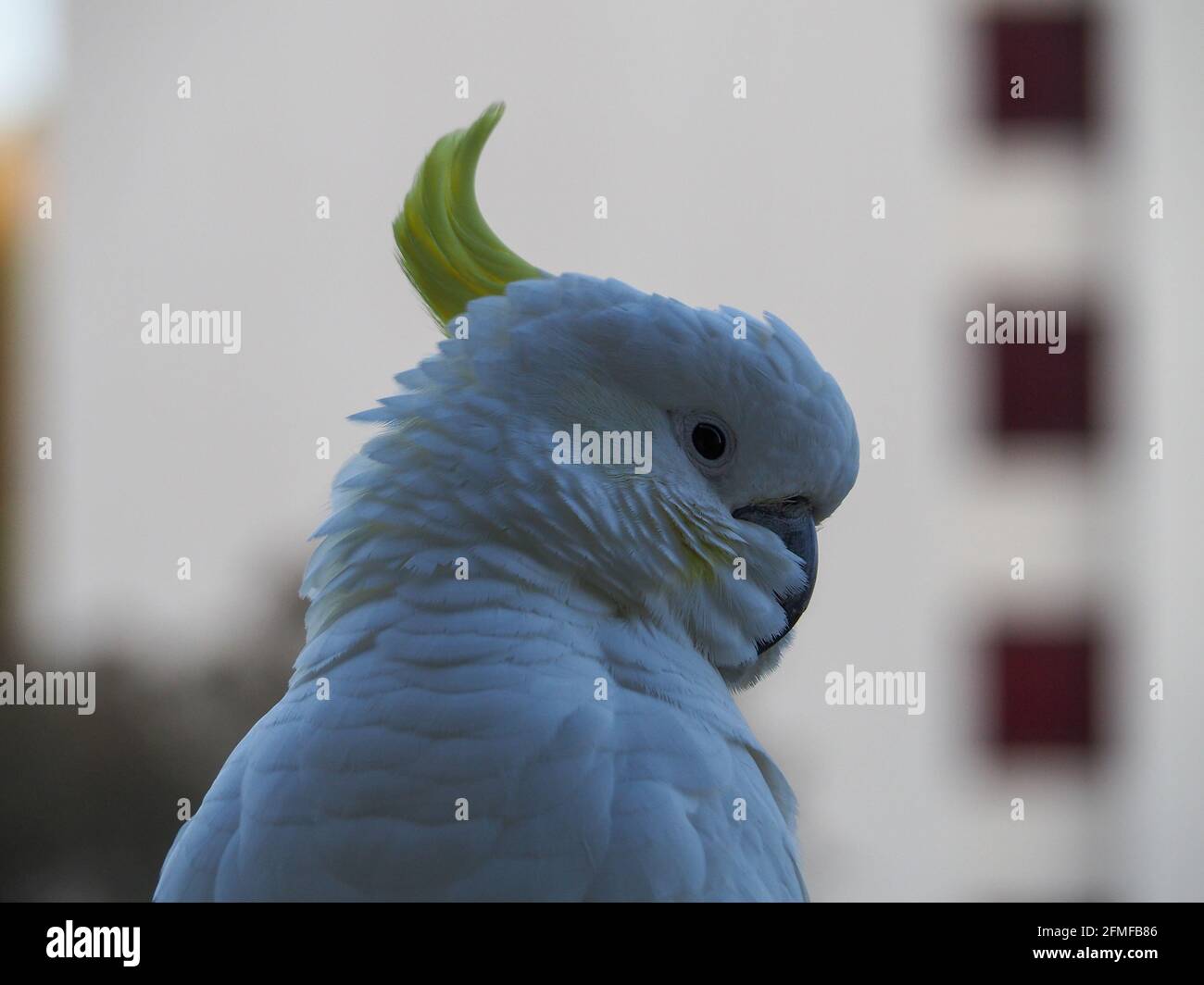 Australian bird, Sulphur-crested cockatoo or Cocky perched on a balcony ...