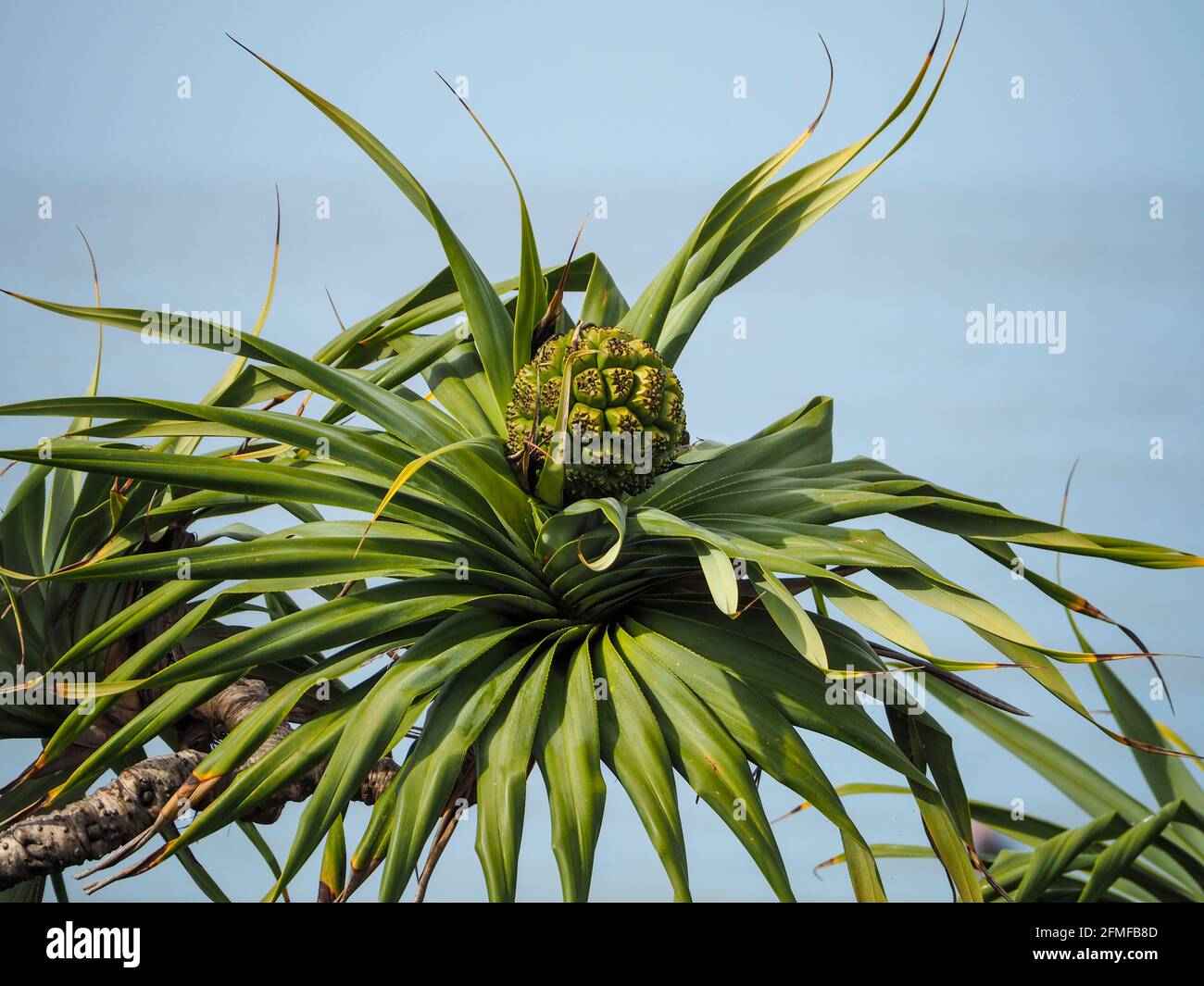 Pandanus Tree With Blue Background High Resolution Stock Photography ...