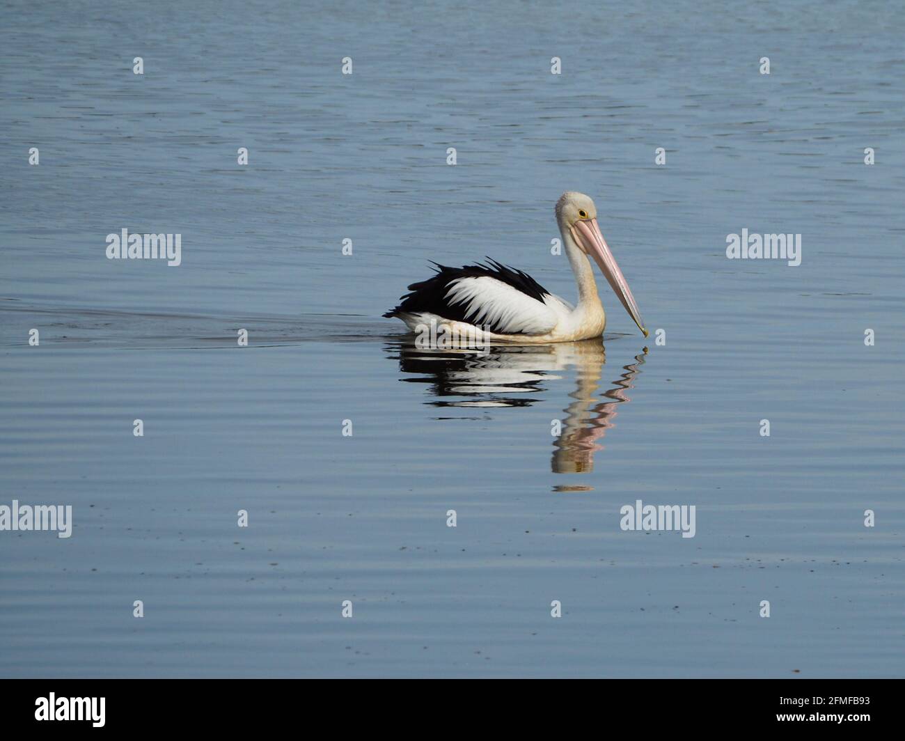 Bird, an Australian Pelican with a wrinkled mirror image reflection of ...