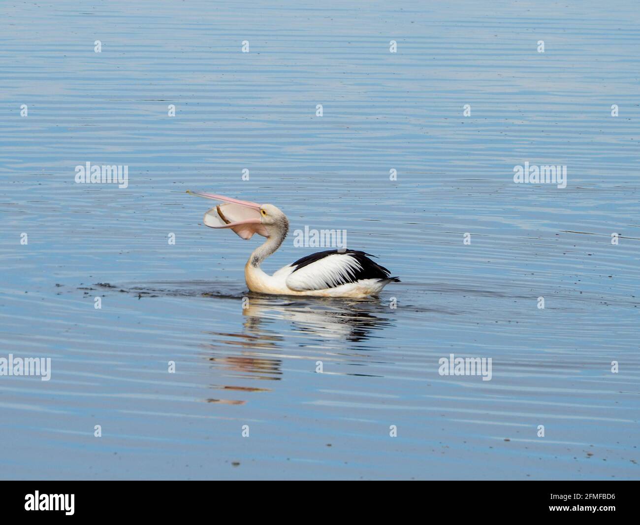 Bird, large Australian Pelican with some food, maybe fish it caught, in ...