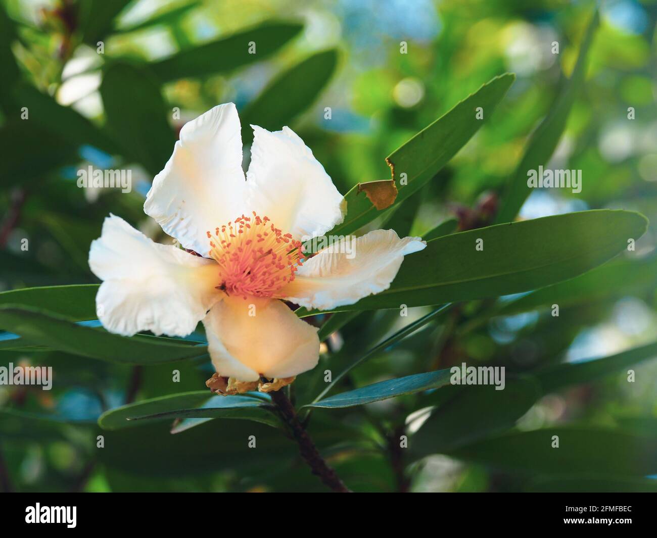 Gordonia camellia hi-res stock photography and images - Alamy