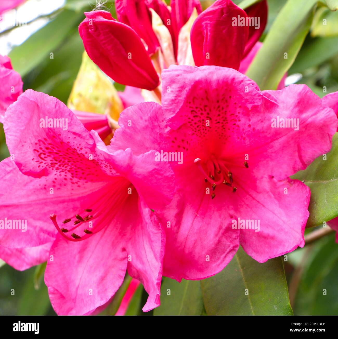 Rhododendron ferrugineum rusty-leaved alpenrose or snow rose Stock ...