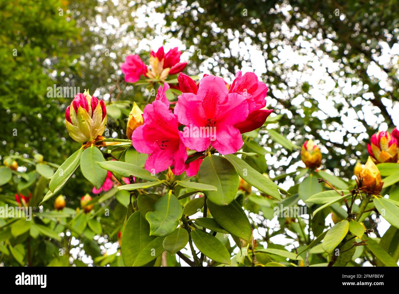 Rhododendron ferrugineum hi-res stock photography and images - Alamy