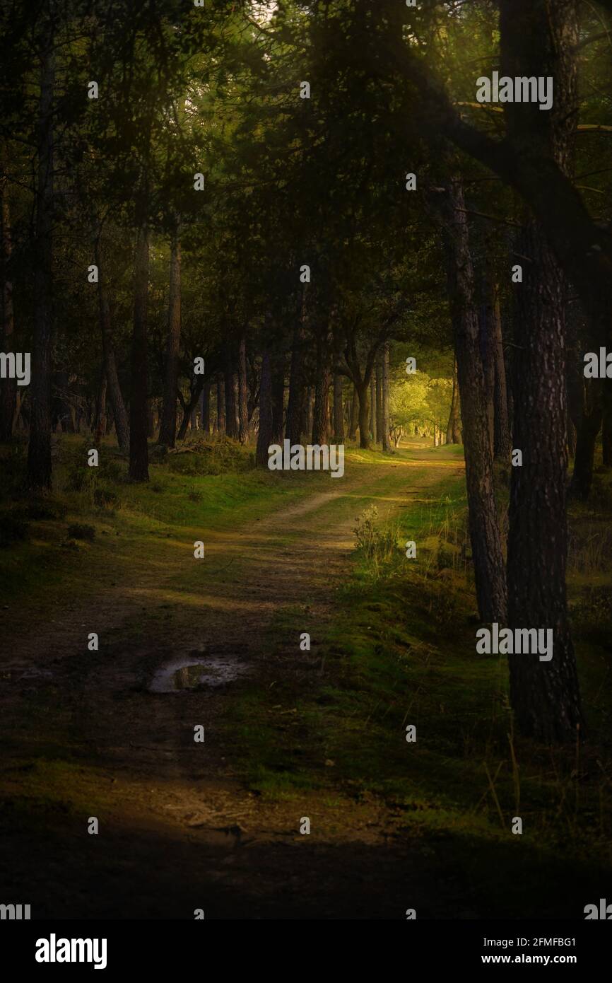 A vertical shot of a path through dense forest Stock Photo - Alamy