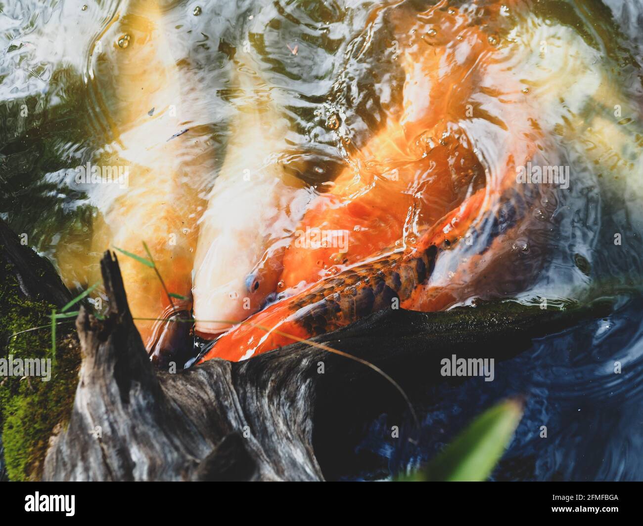 Extra large Goldfish in a pond fighting to get to something in the base ...