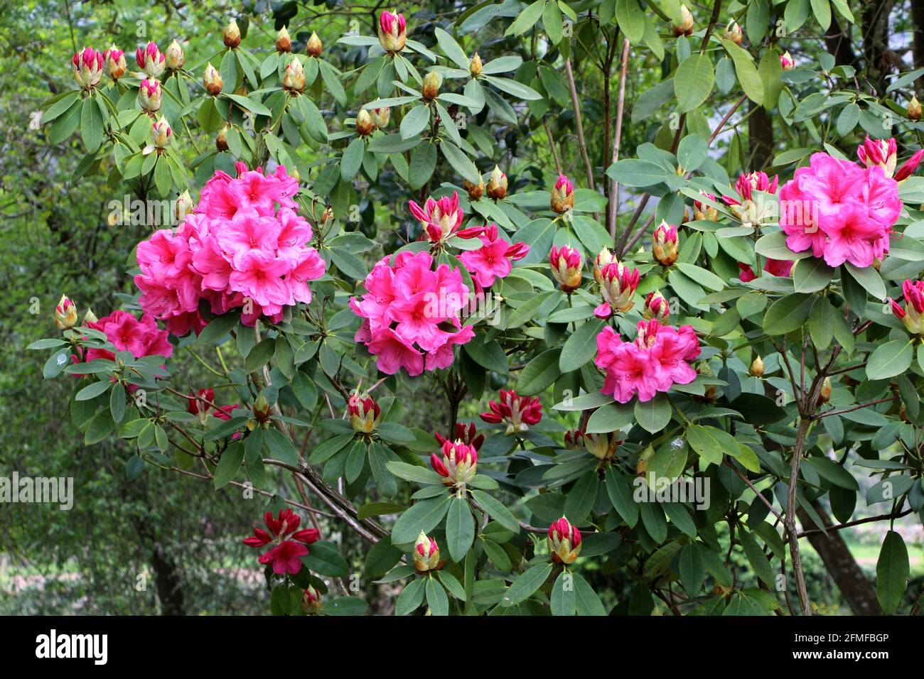 Rhododendron (alpenrose) hi-res stock photography and images - Alamy